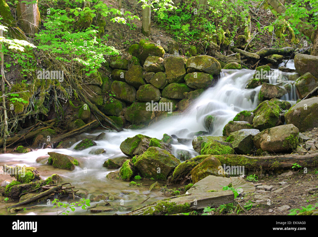 beautiful cascade waterfall in green forest Stock Photo - Alamy