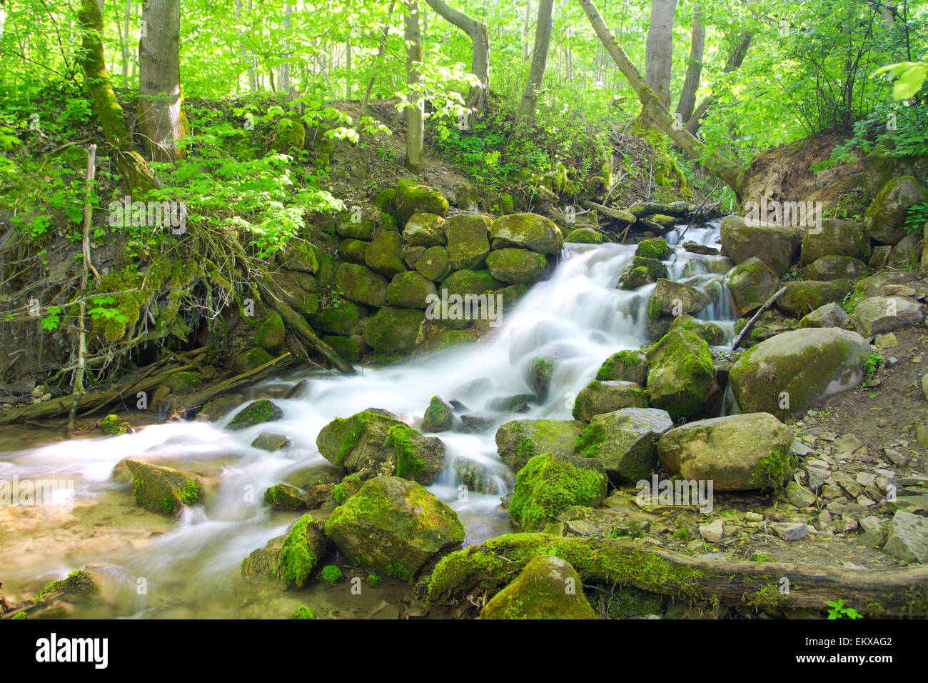 beautiful cascade waterfall in green forest Stock Photo - Alamy