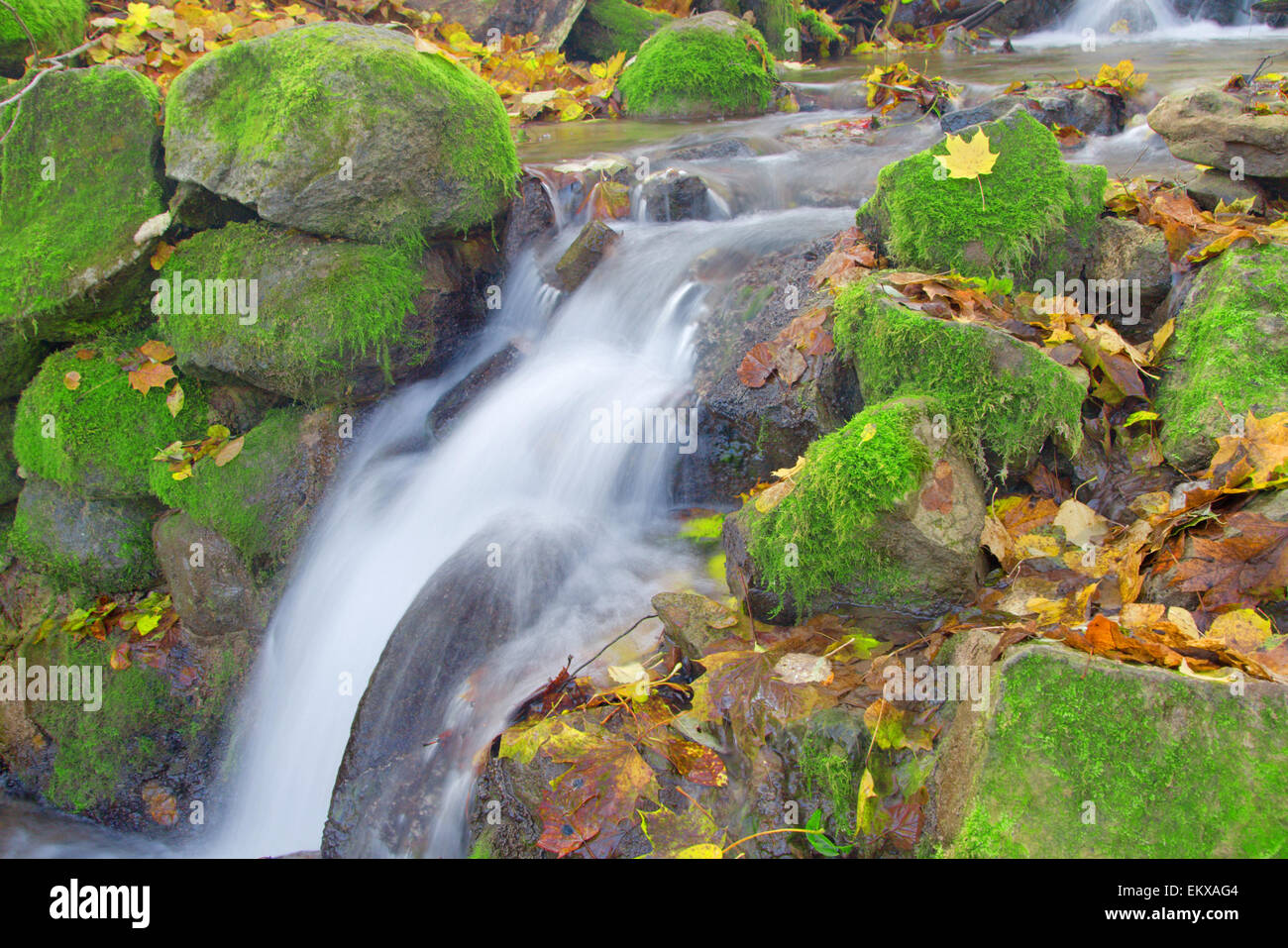 Waterfall in forest moss hi-res stock photography and images - Alamy