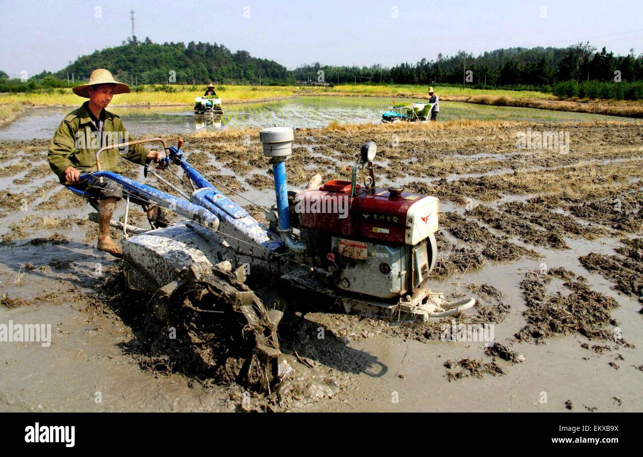 Yichun. 14th Apr, 2015. Local villagers plowing the paddy field of ...