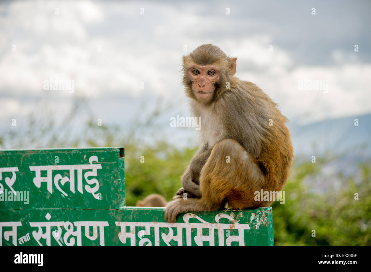 Rhesus Macaque Monkey at swayambhunath Monkey Temple in Kathmandu ...