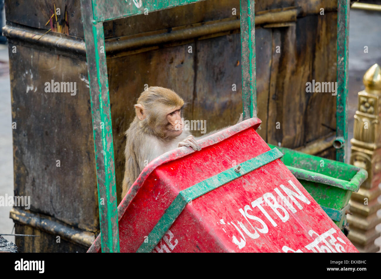 Rhesus Macaque Monkey looking for food in garbage bin at Swayambhunath ...