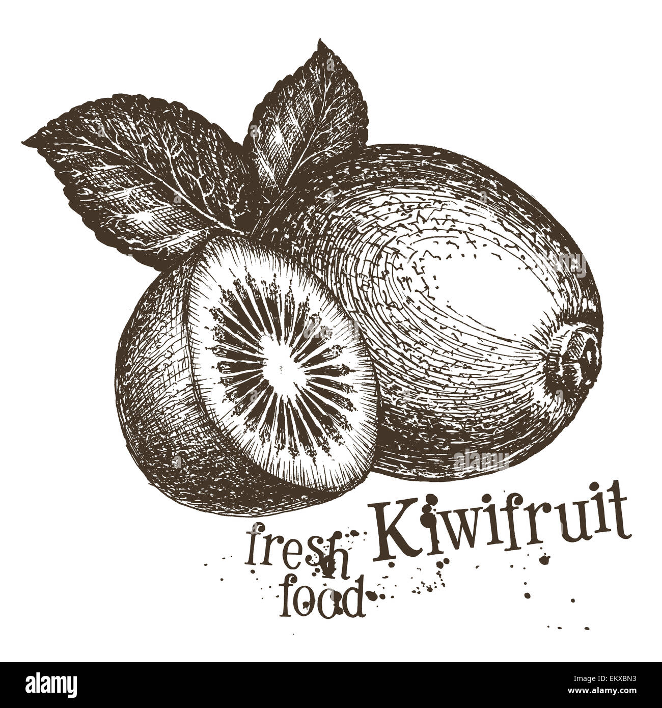 kiwi vector logo design template. fresh fruit, food or harvest icon ...