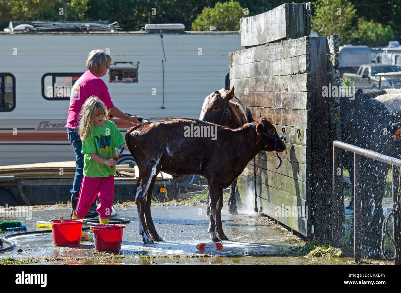 Washing cattle cow animal hi-res stock photography and images - Alamy
