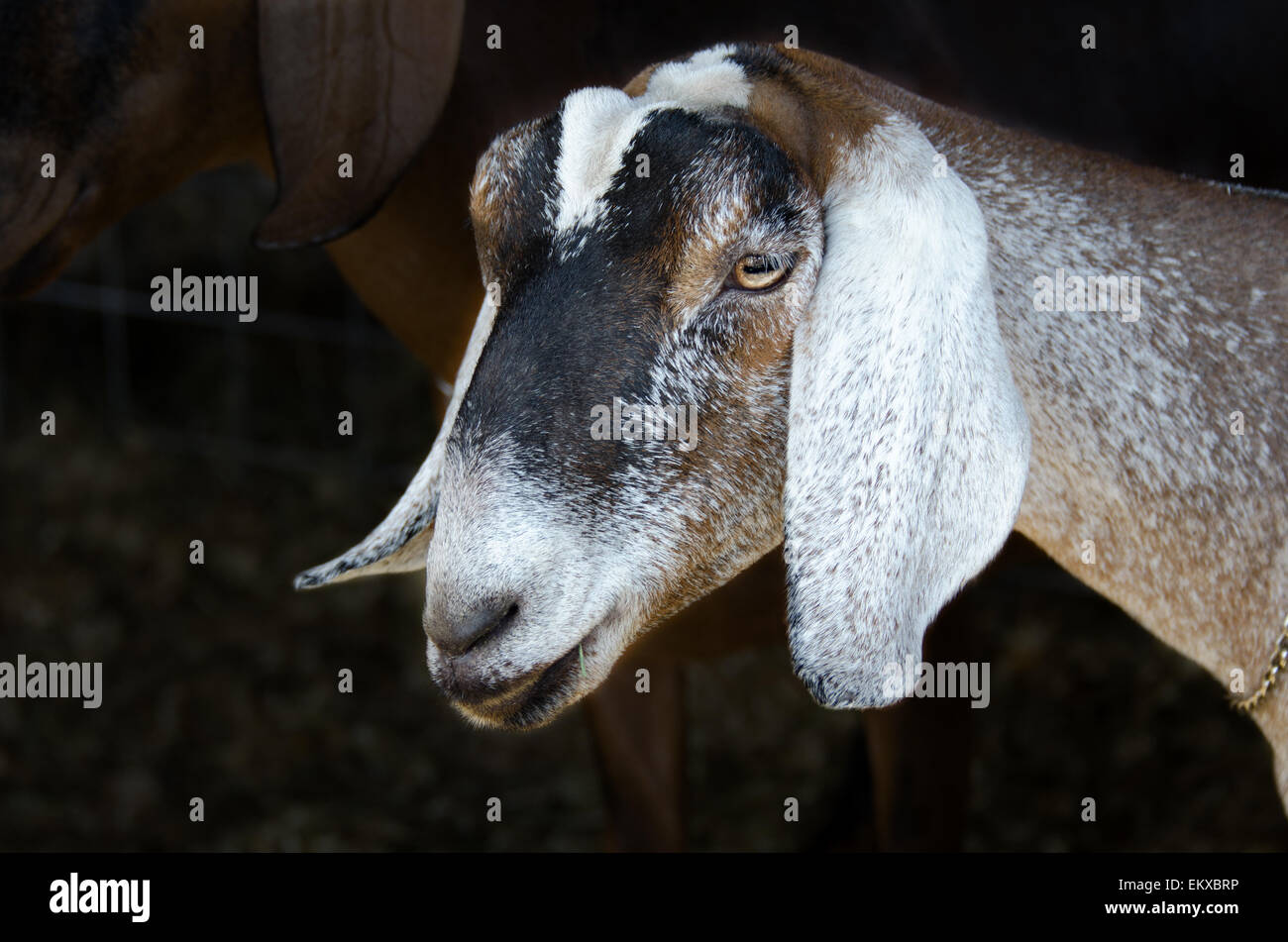 A dairy goat flashes her best Blue Steel gaze at the photographer Stock ...