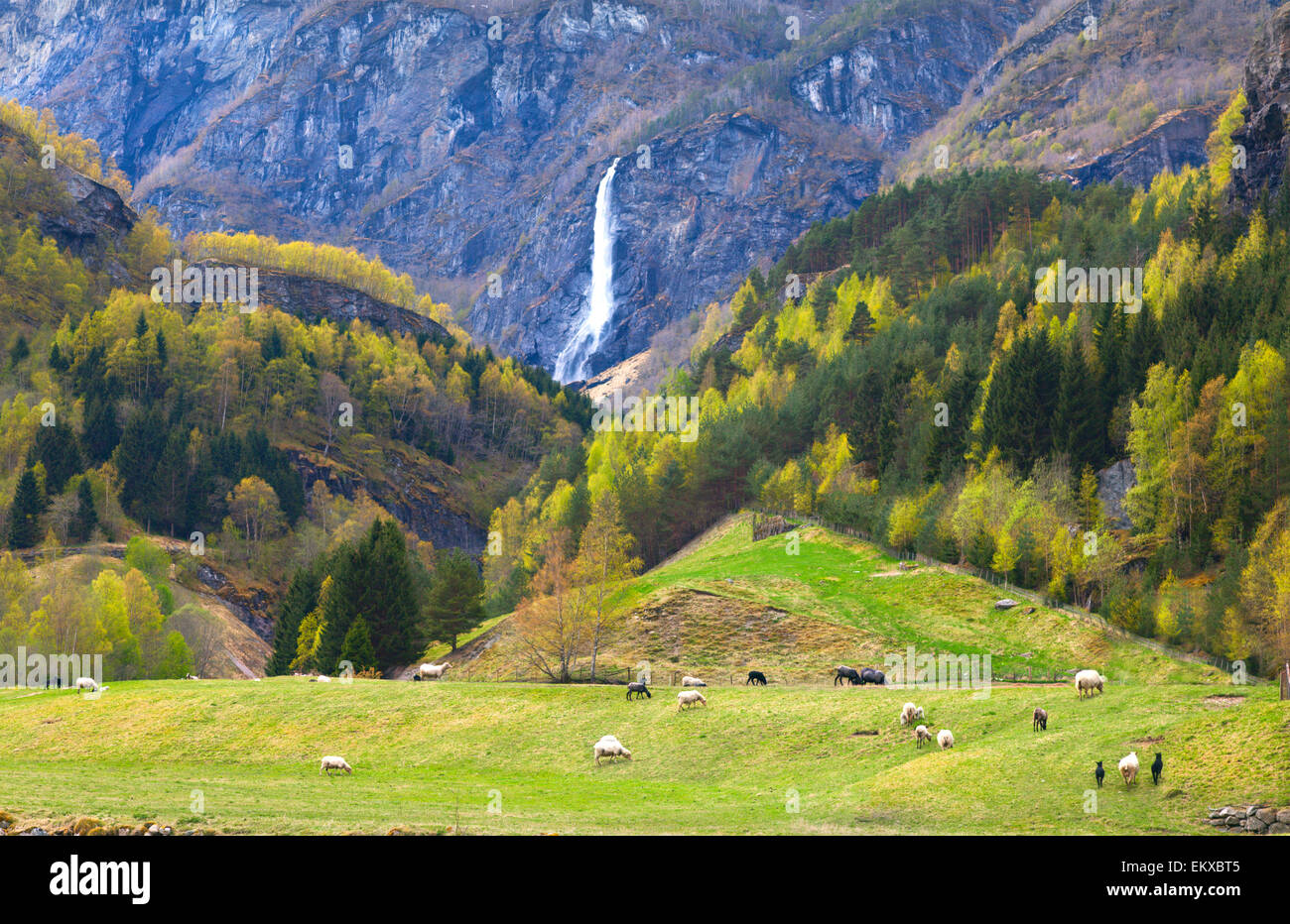 pasture with sheep and beautiful waterfall Stock Photo - Alamy