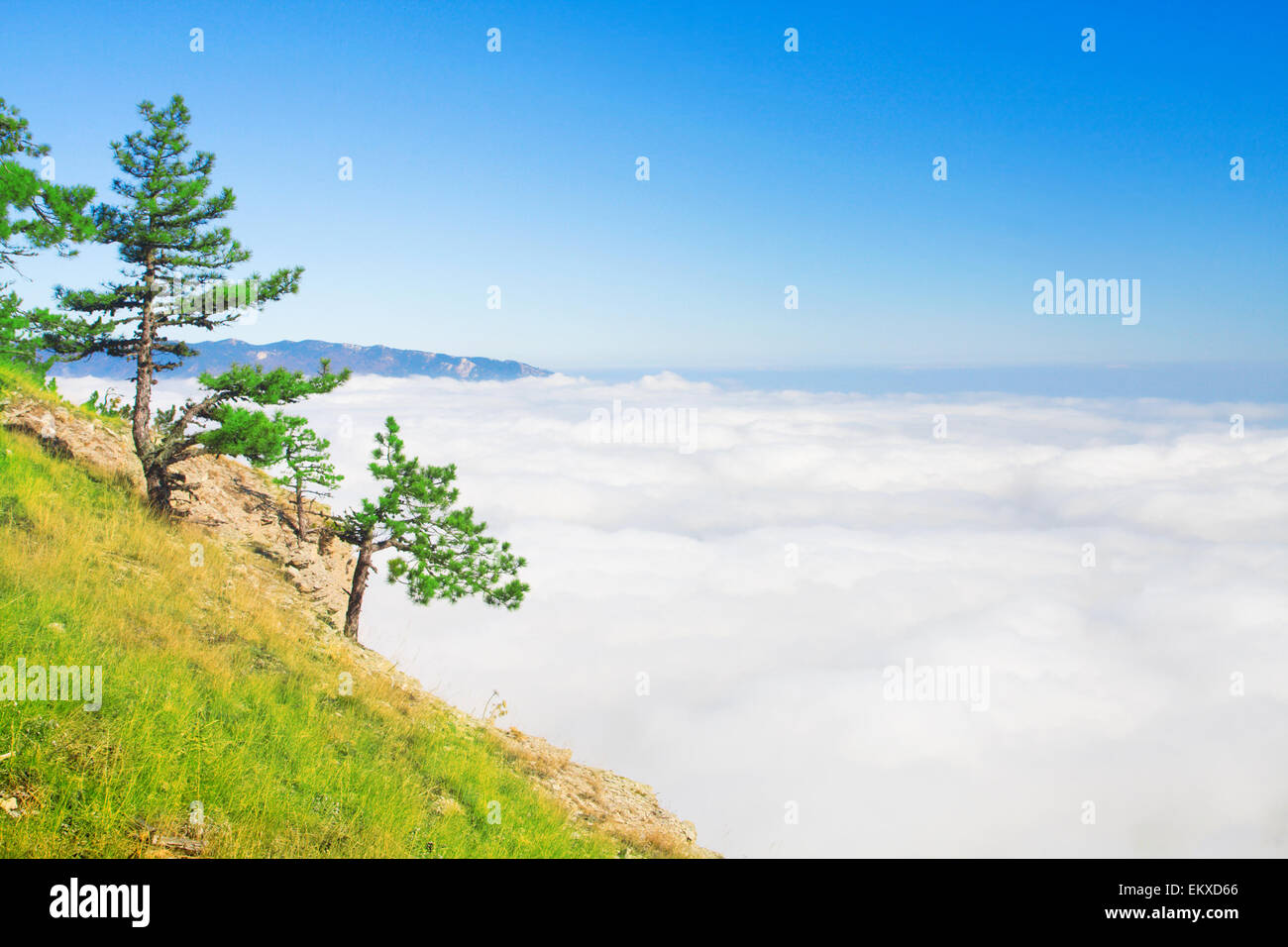 hight mountain with pine trees over white clouds Stock Photo - Alamy