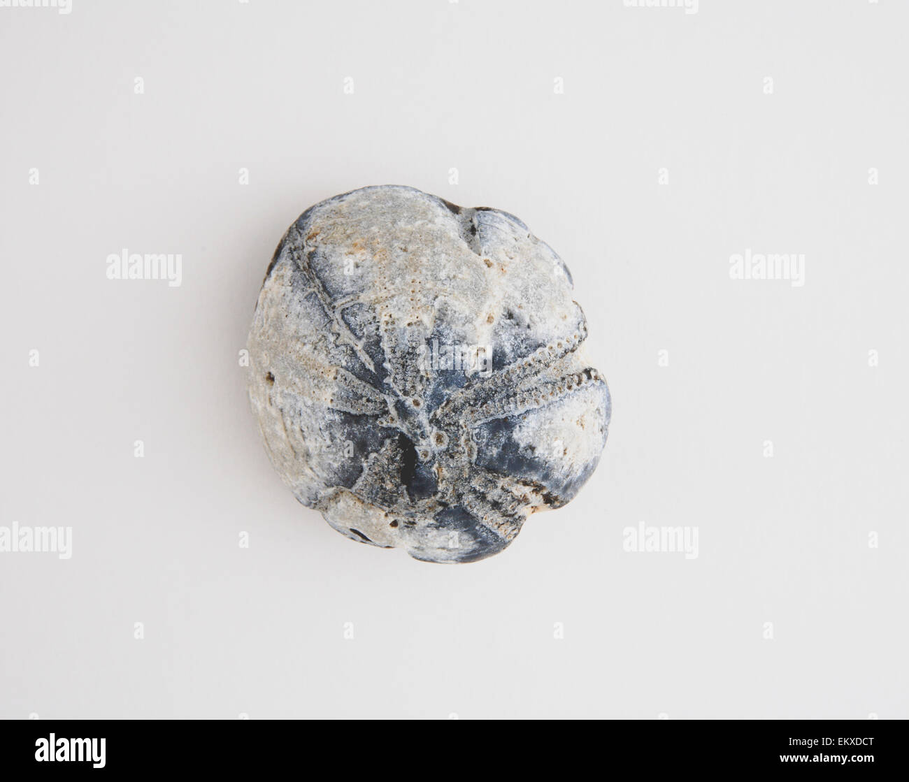 A fossil sea urchin collected from a beach in East Norfolk, England ...