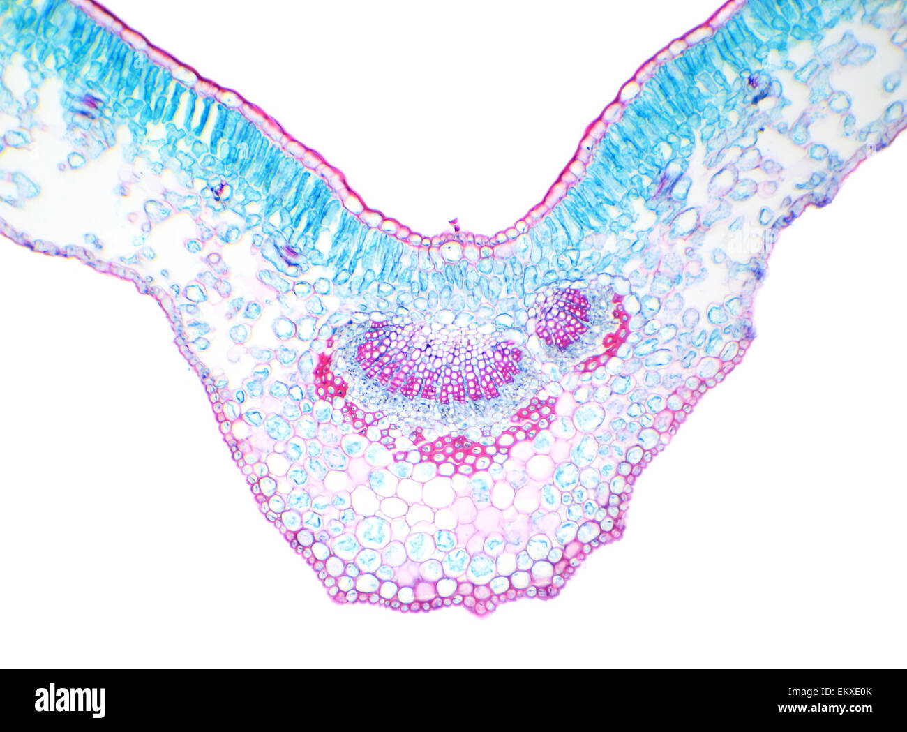 Palisade cell hi-res stock photography and images - Alamy