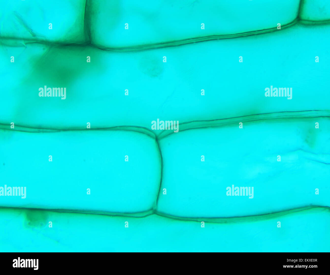 Rhode flagellate protozoa under a microscope (Allium Scale Euglena W.M ...