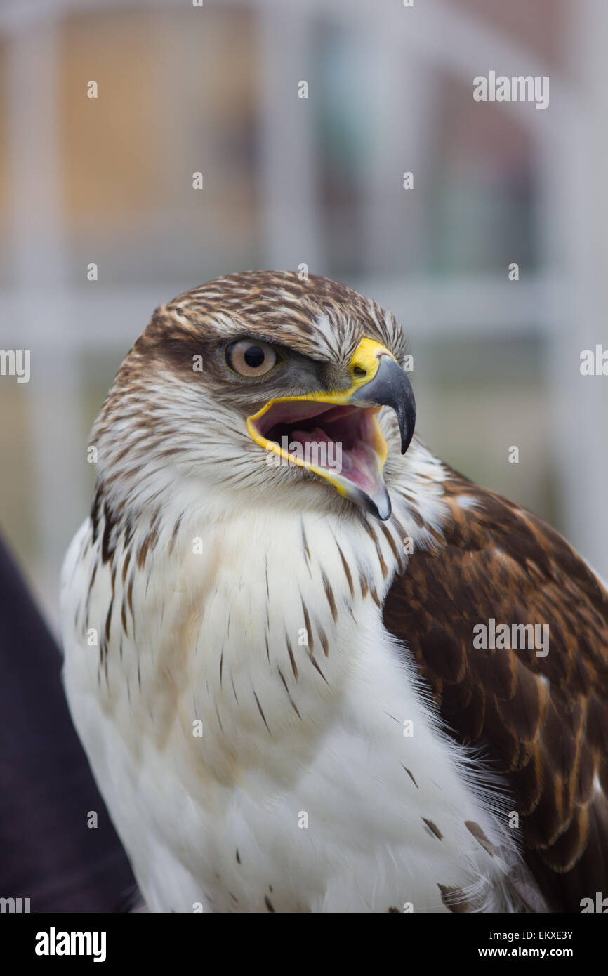 Bird beak feather open hi-res stock photography and images - Alamy
