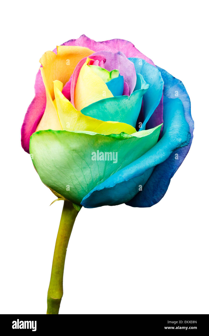 Spring rosebud Cut Out Stock Images & Pictures - Alamy