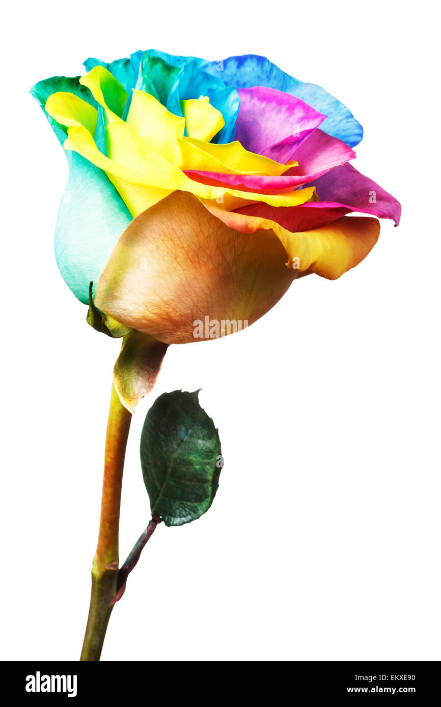Rainbow rose bloom hi-res stock photography and images - Alamy