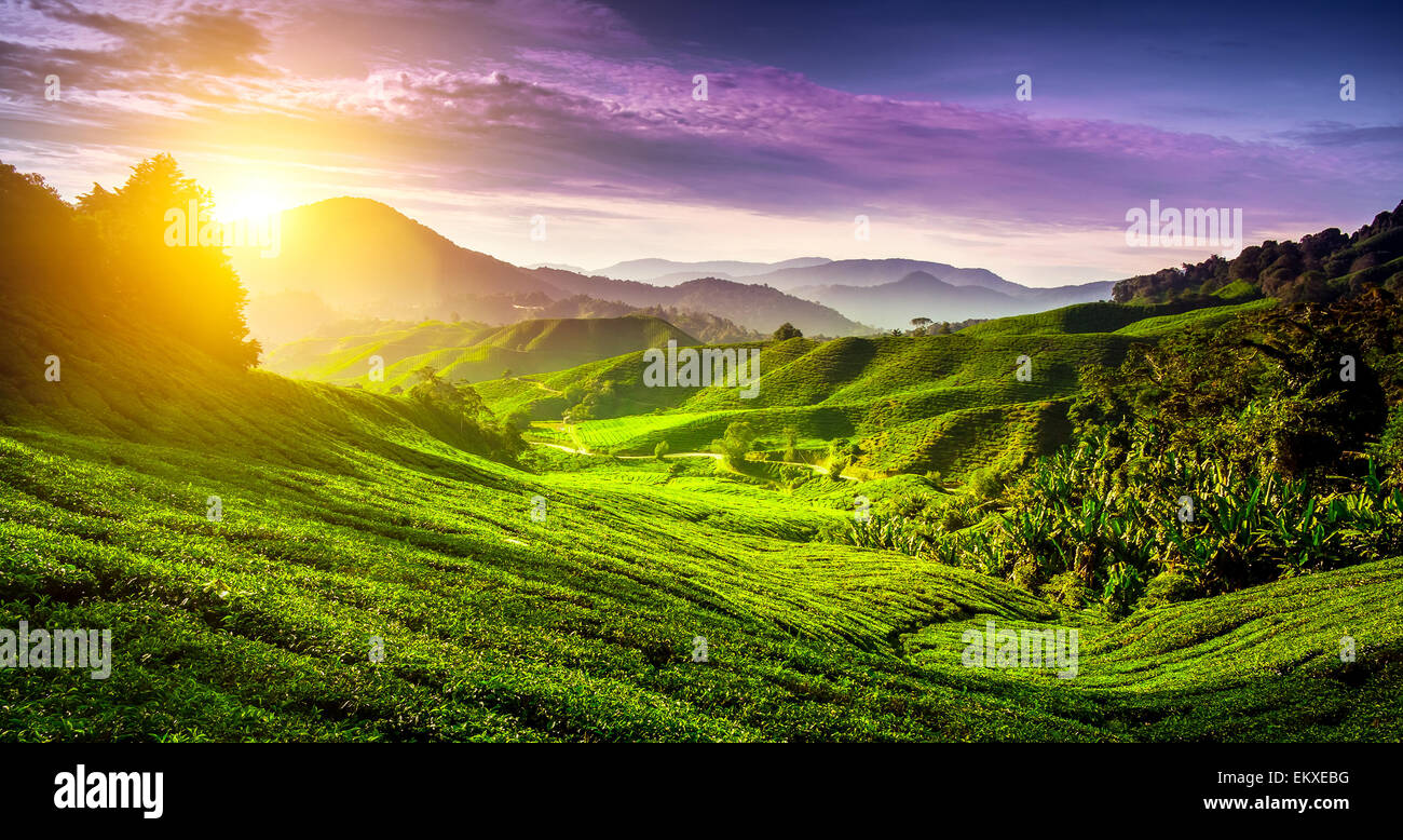 Blue valley tea estate hi-res stock photography and images - Alamy