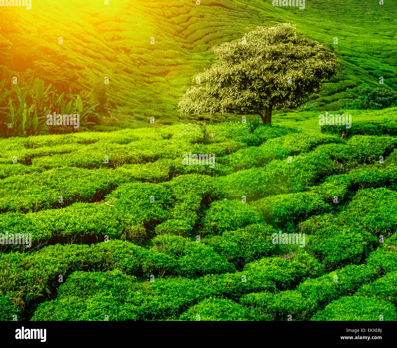 tea plantations sunset Stock Photo - Alamy