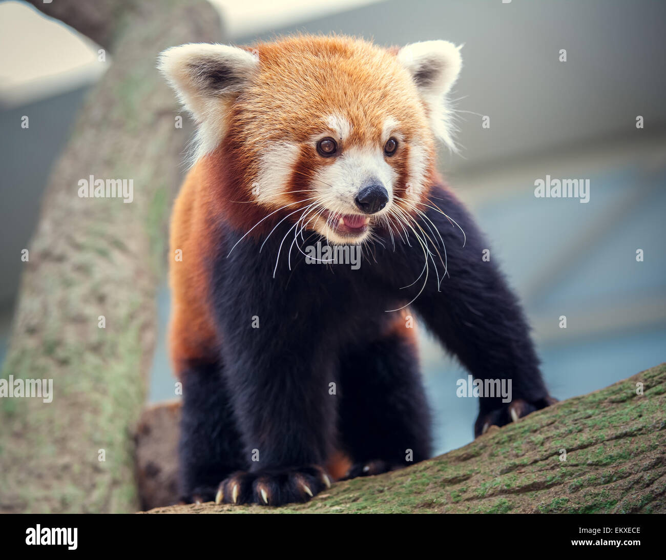 Bhutan animal pet hi-res stock photography and images - Alamy