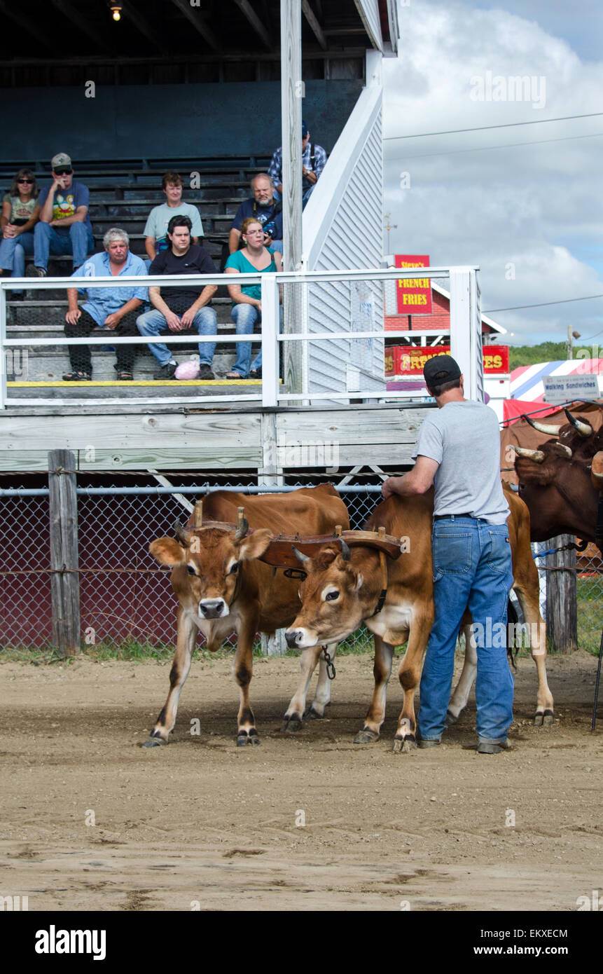 A man urges his oxen to pull harder during the 4-Ox Distance Pull event ...