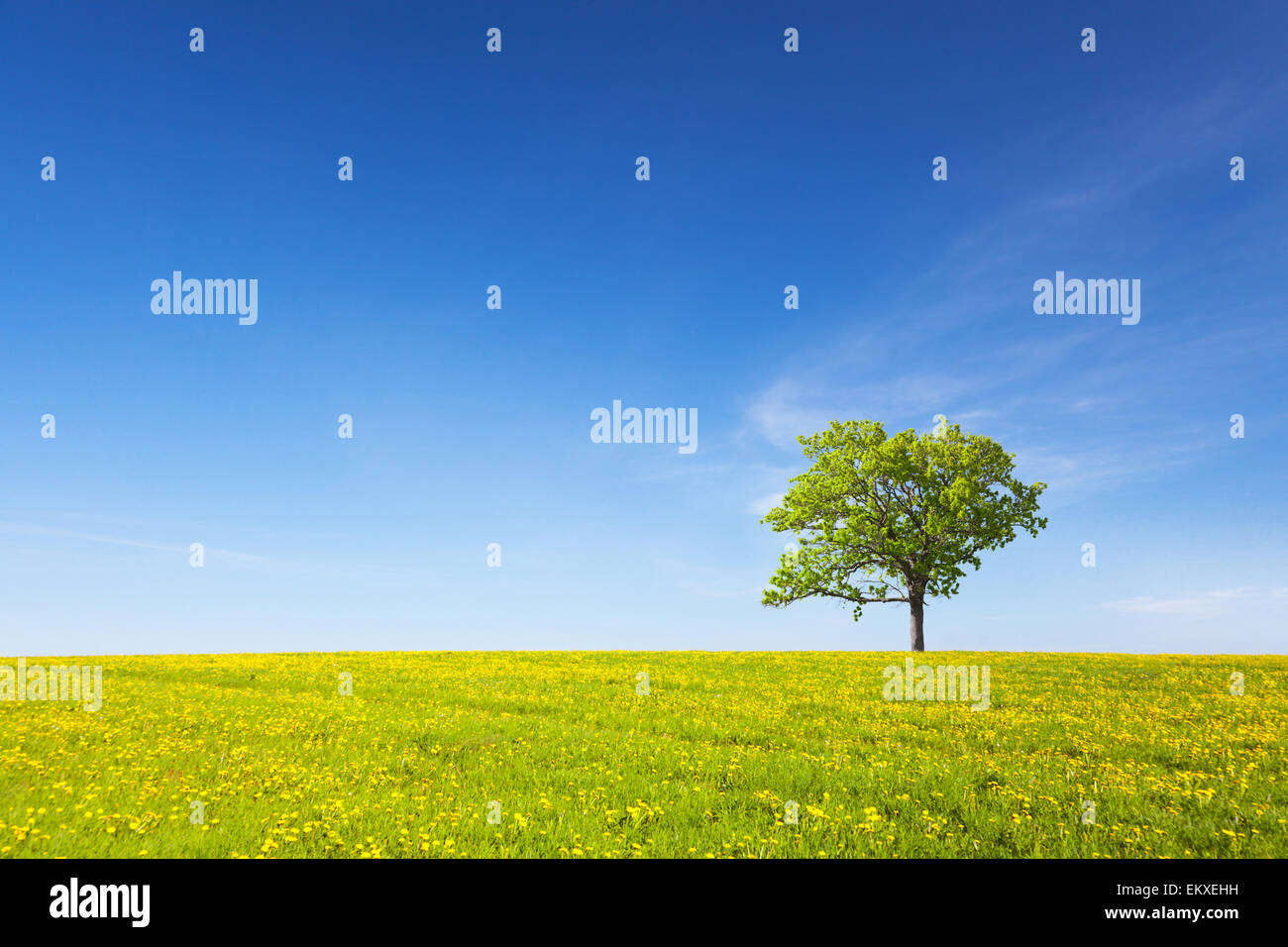 tree on meadow Stock Photo - Alamy