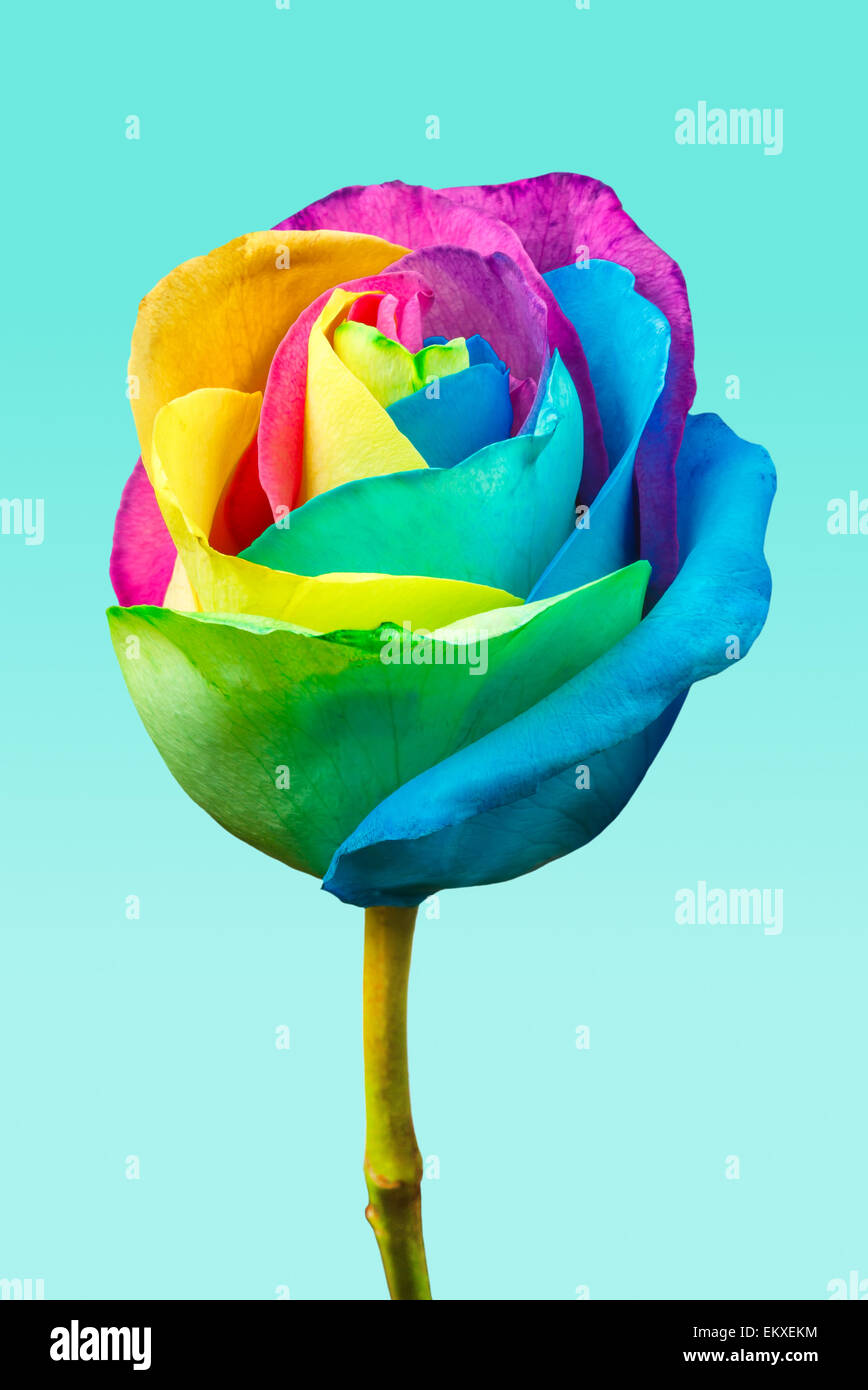 Rainbow rose bloom hi-res stock photography and images - Alamy