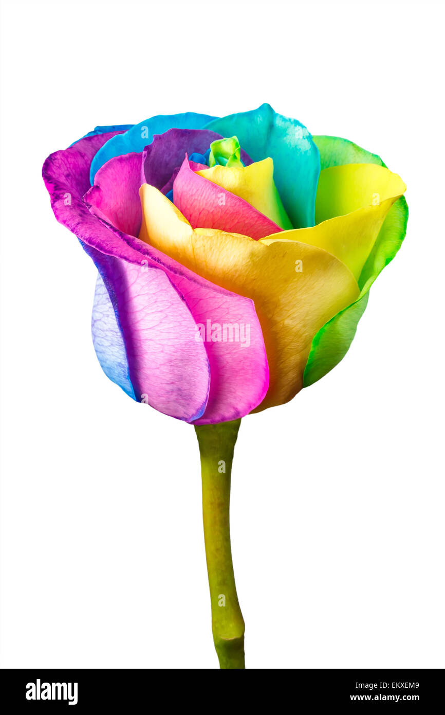 Rainbow rose bloom hi-res stock photography and images - Alamy