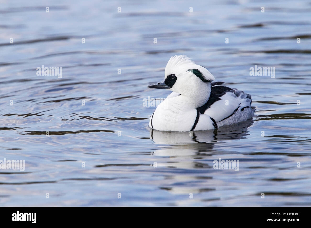 Smew (Mergus albellus) adult male swimming on water with reflection ...