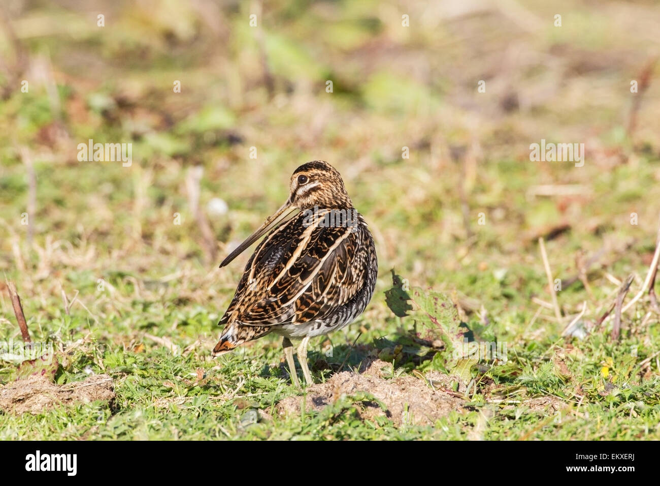 Common Snipe (Gallinago gallinago) feeding on shallow vegetation ...