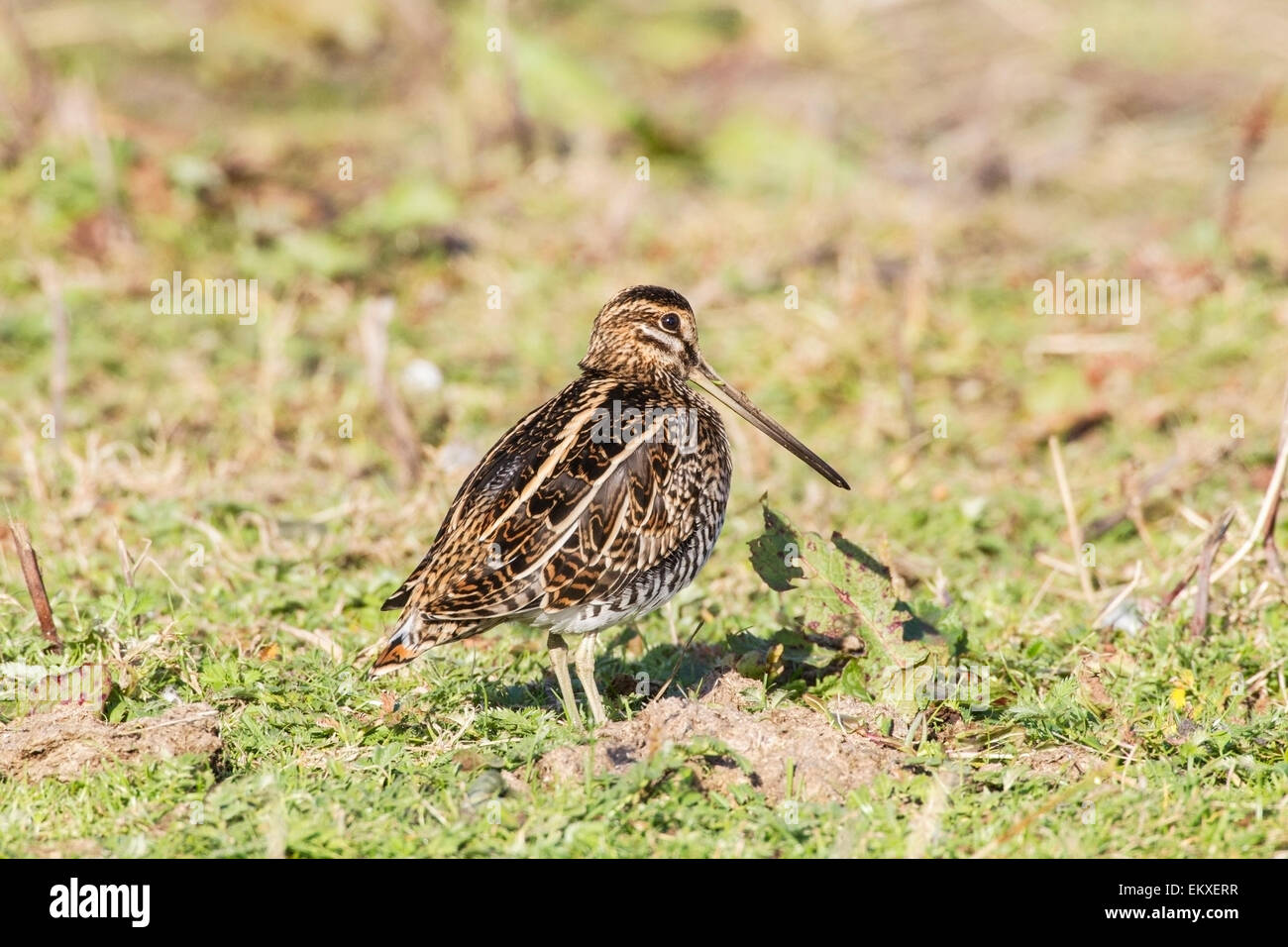 Common snipe images hi-res stock photography and images - Alamy