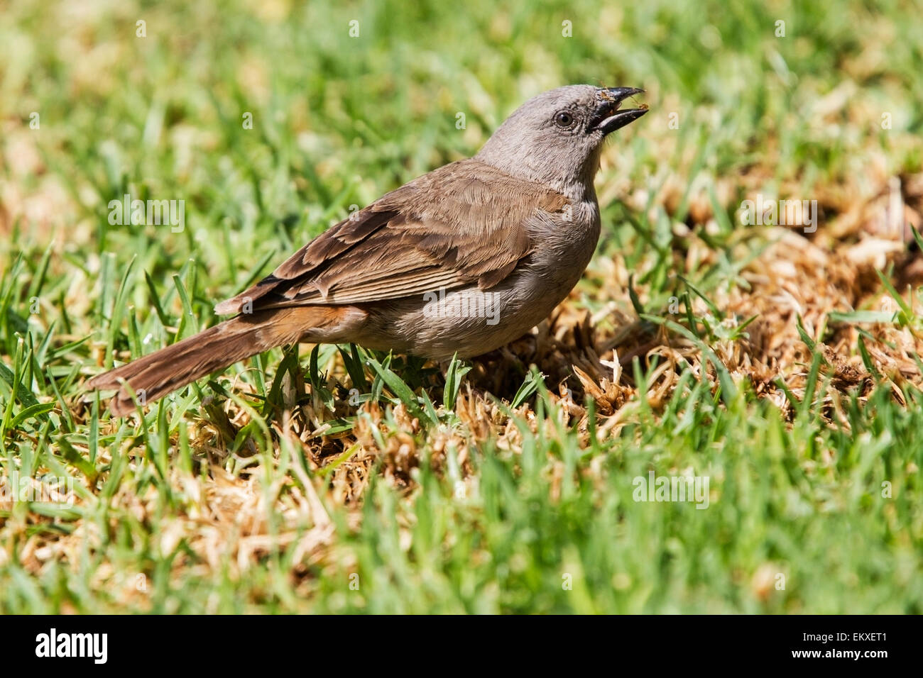 grey-headed sparrow (Passer griseus) adult standing on short vegetation ...