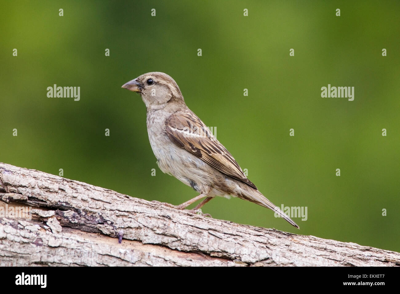 House sparrow conservation hi-res stock photography and images - Alamy
