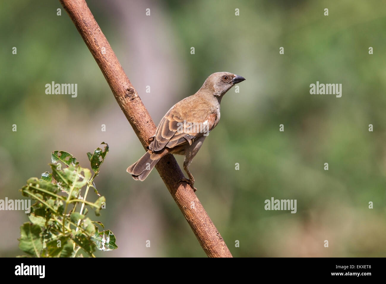 Parrot billed sparrow hi-res stock photography and images - Alamy