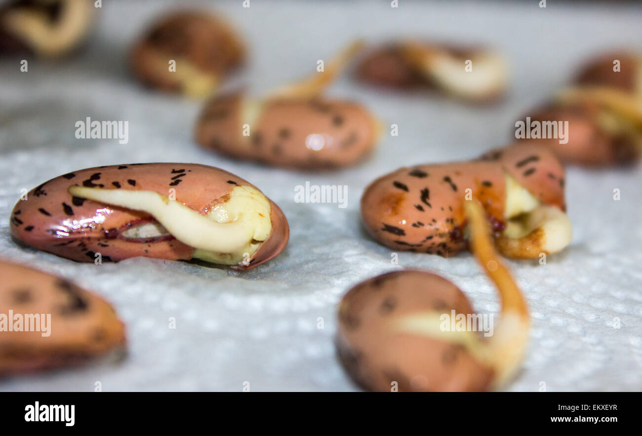 Lots of achievement runner bean seeds with the first signs of roots ...