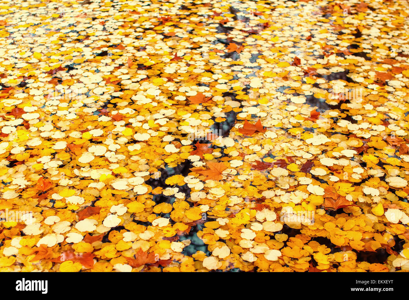 Autumn leaves on water Stock Photo - Alamy