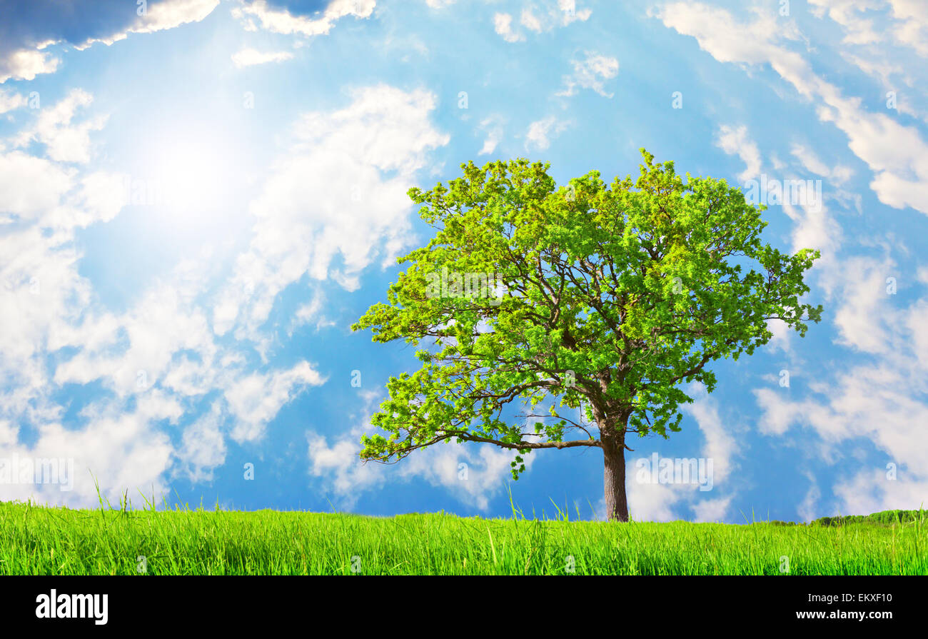 beautiful green tree on meadow Stock Photo - Alamy