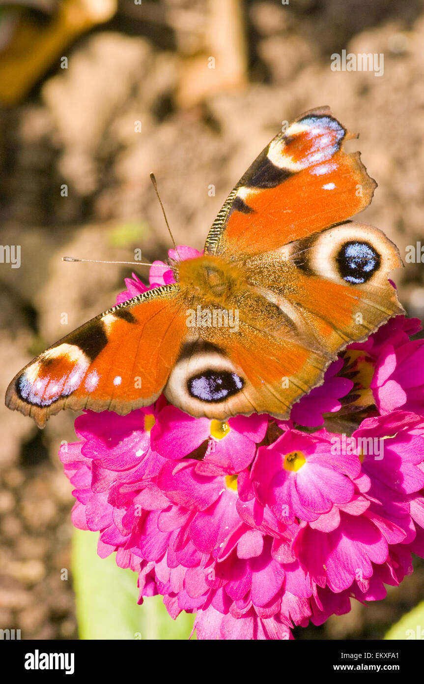 Peacock Butterfly On A Primula Stock Photo - Alamy