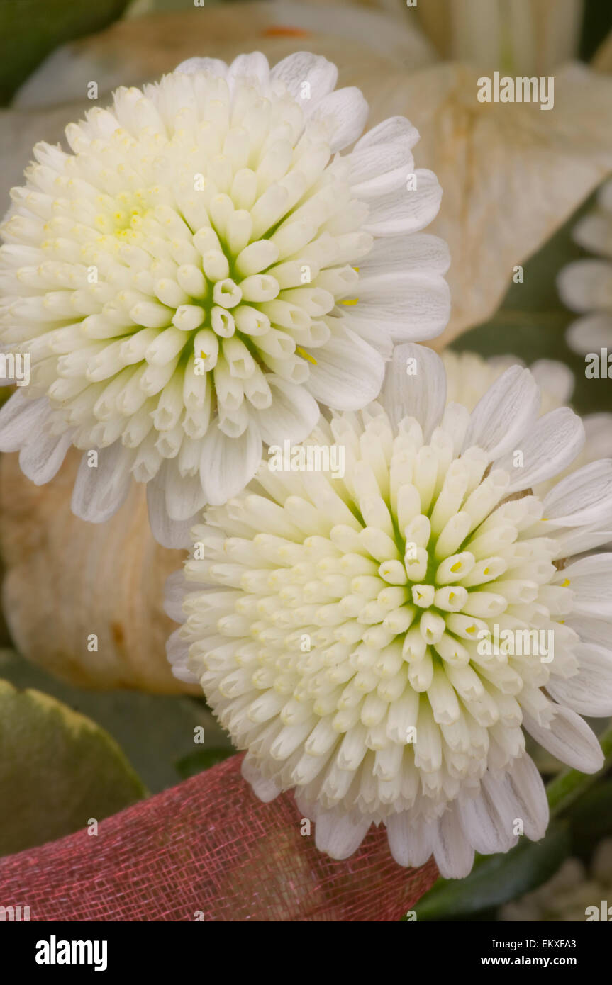 Small white chrysanthemum hi-res stock photography and images - Alamy