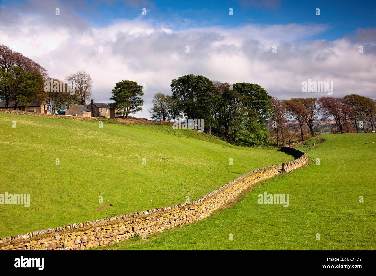 Rustic Stone Fence; Northumberland, England Stock Photo - Alamy