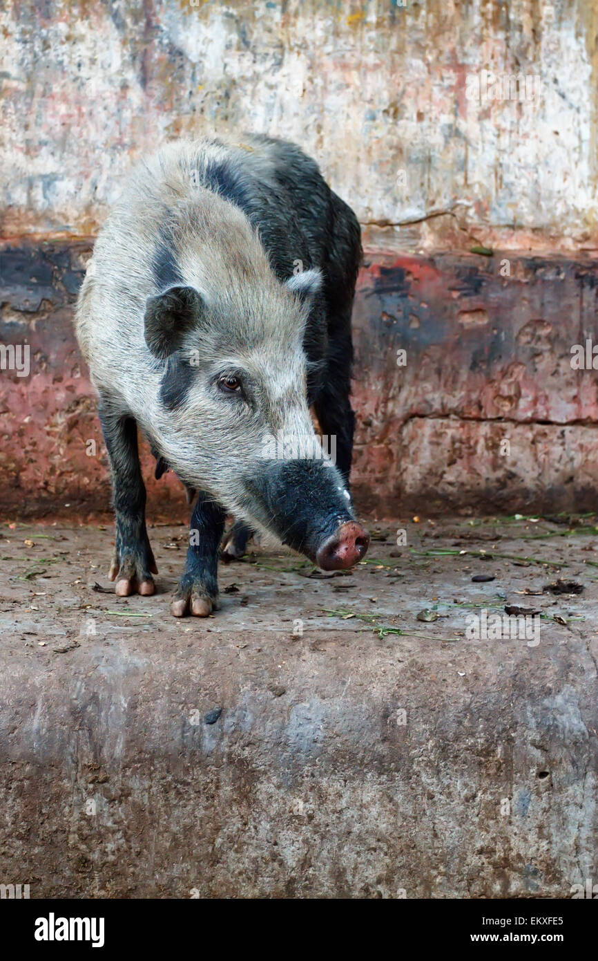 Hairy piglet hi-res stock photography and images - Alamy