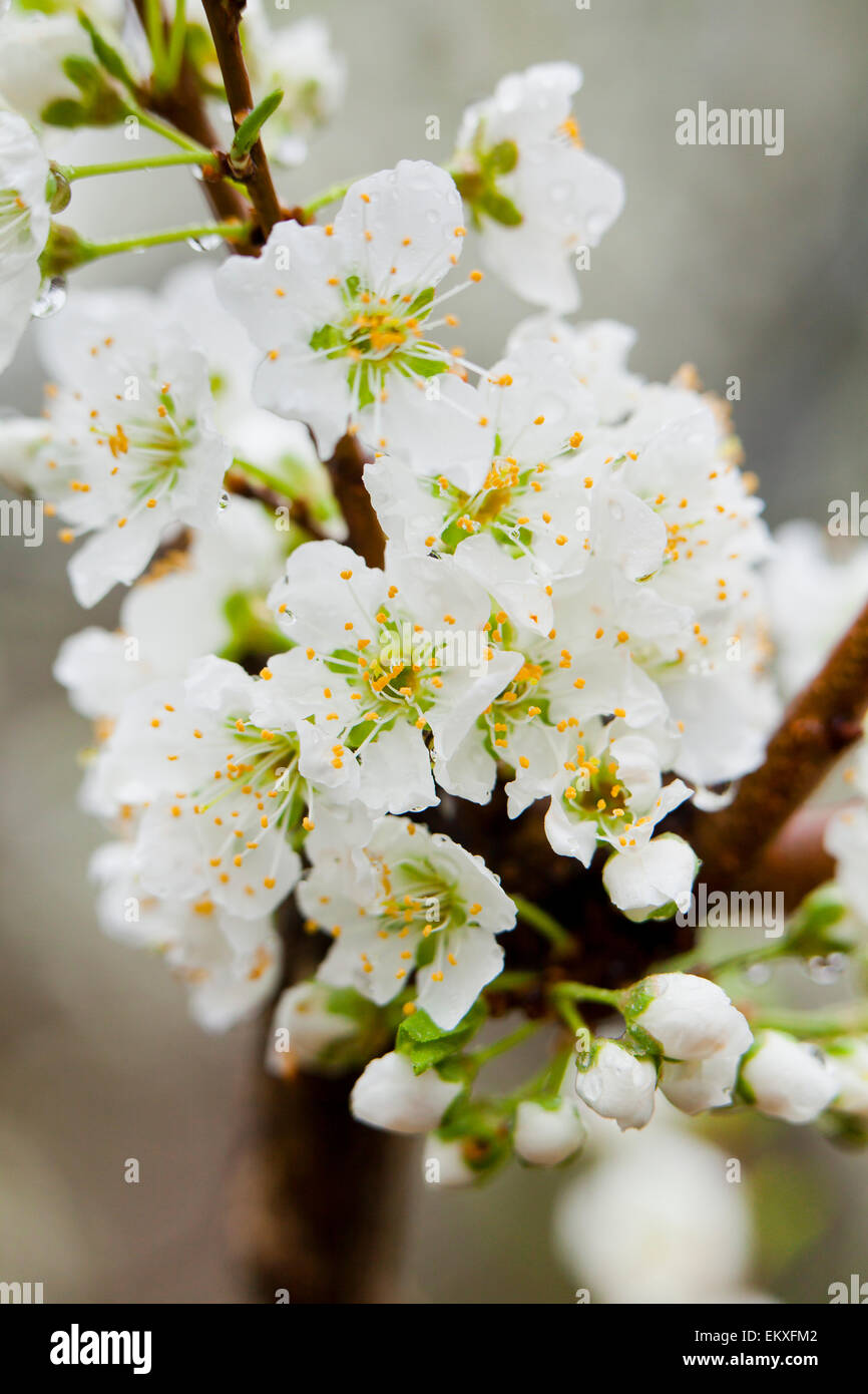 Prunus Salicina