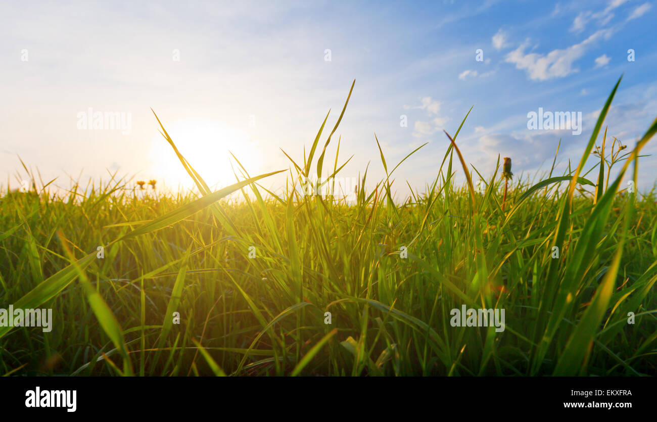 sunset and grass Stock Photo - Alamy