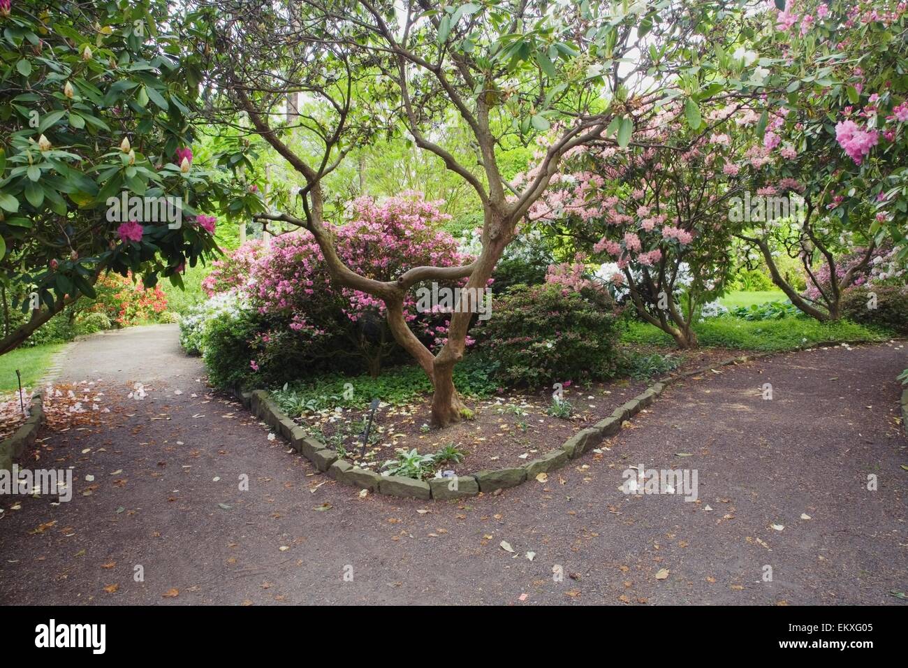 Path Division Through Park Stock Photo - Alamy