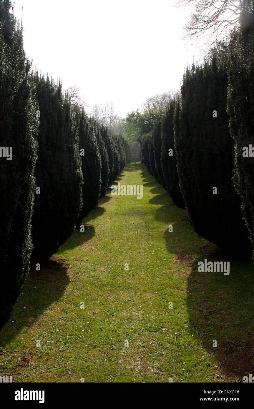 Yew trees in St. Peter`s churchyard, Clearwell, Gloucestershire ...