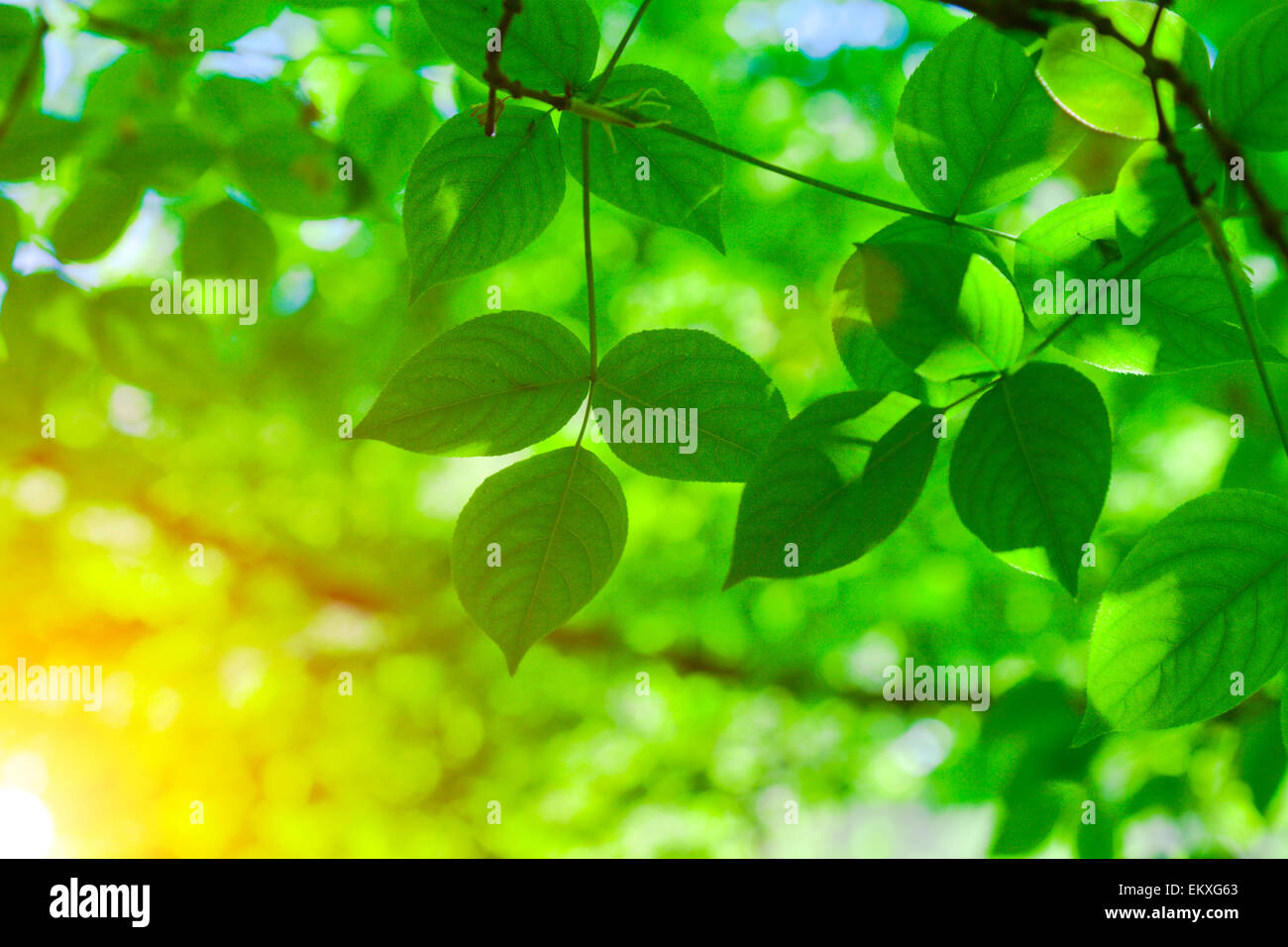 Green leaves and sun Stock Photo - Alamy