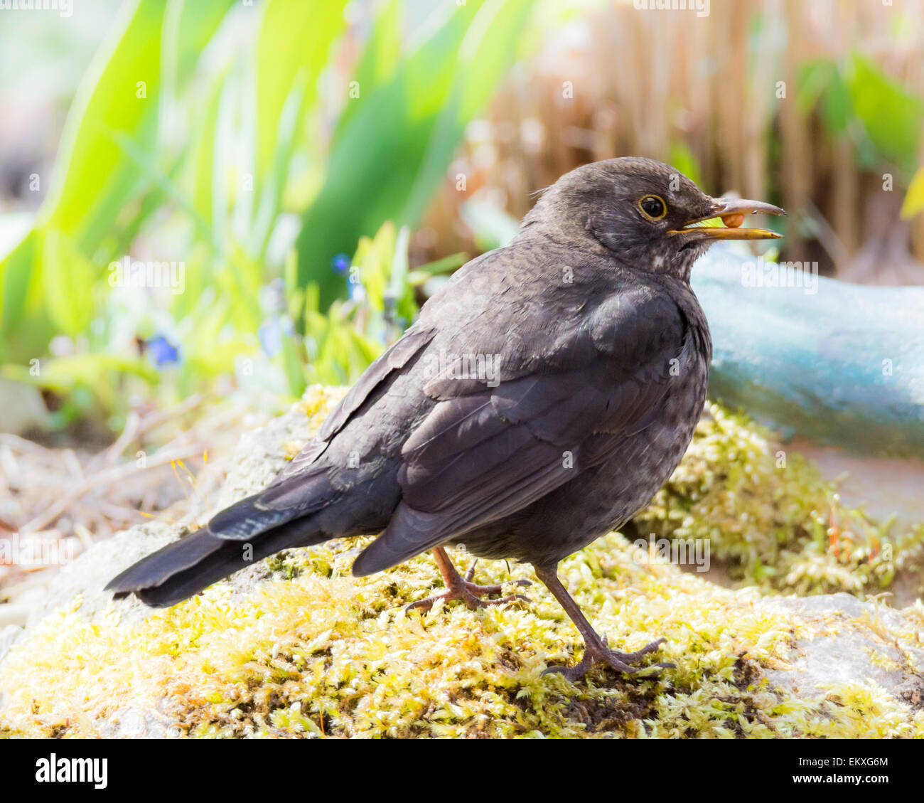 Closeup of a female eurasian blackbird Stock Photo - Alamy