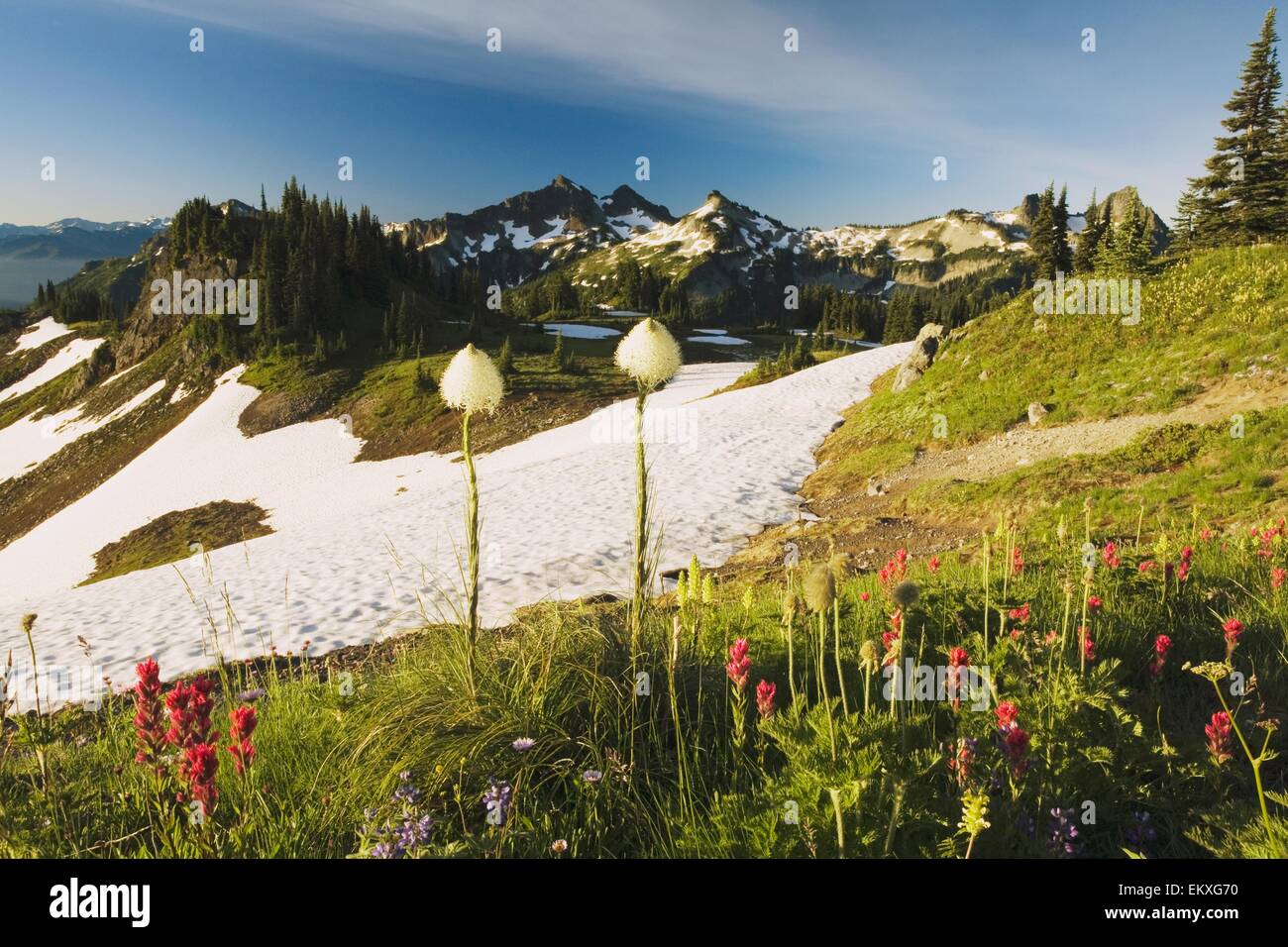 Melting Snow With Mountain Backdrop; Washington,Usa Stock Photo - Alamy