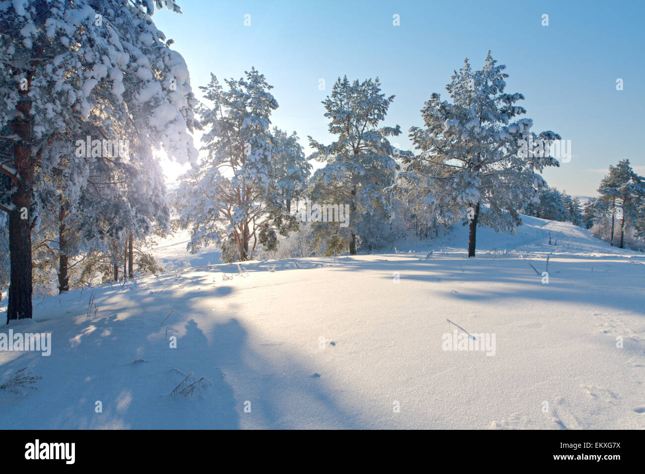 Winter park in snow Stock Photo - Alamy