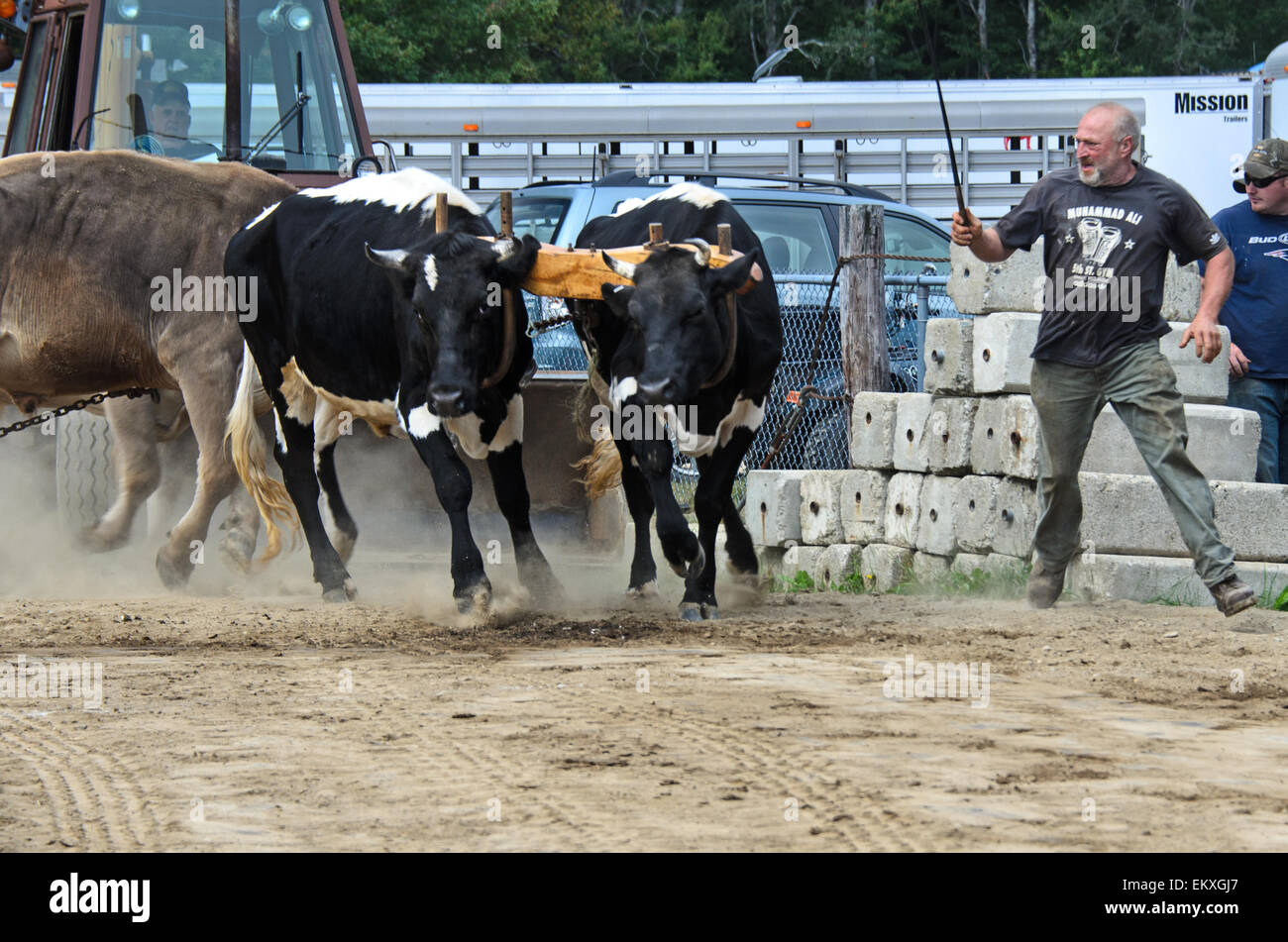 Ox goad hi-res stock photography and images - Alamy
