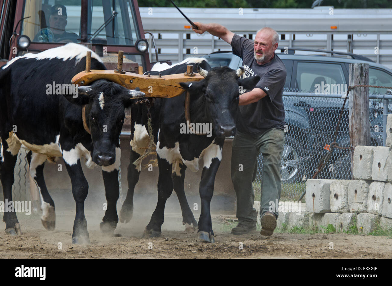 Ox goad hi-res stock photography and images - Alamy