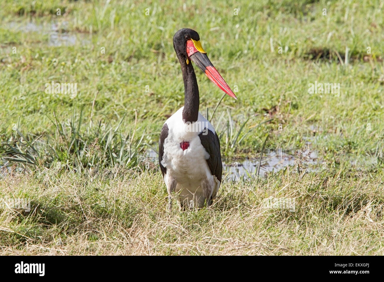 saddle-billed stork (Ephippiorhynchus senegalensis) adult standing in ...