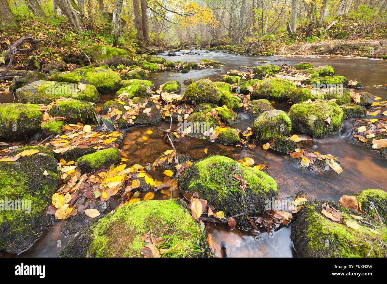 Rock in the forest hi-res stock photography and images - Alamy