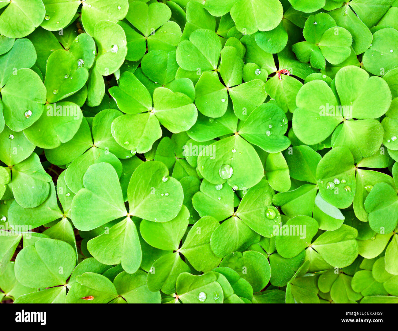 green clover background Stock Photo - Alamy
